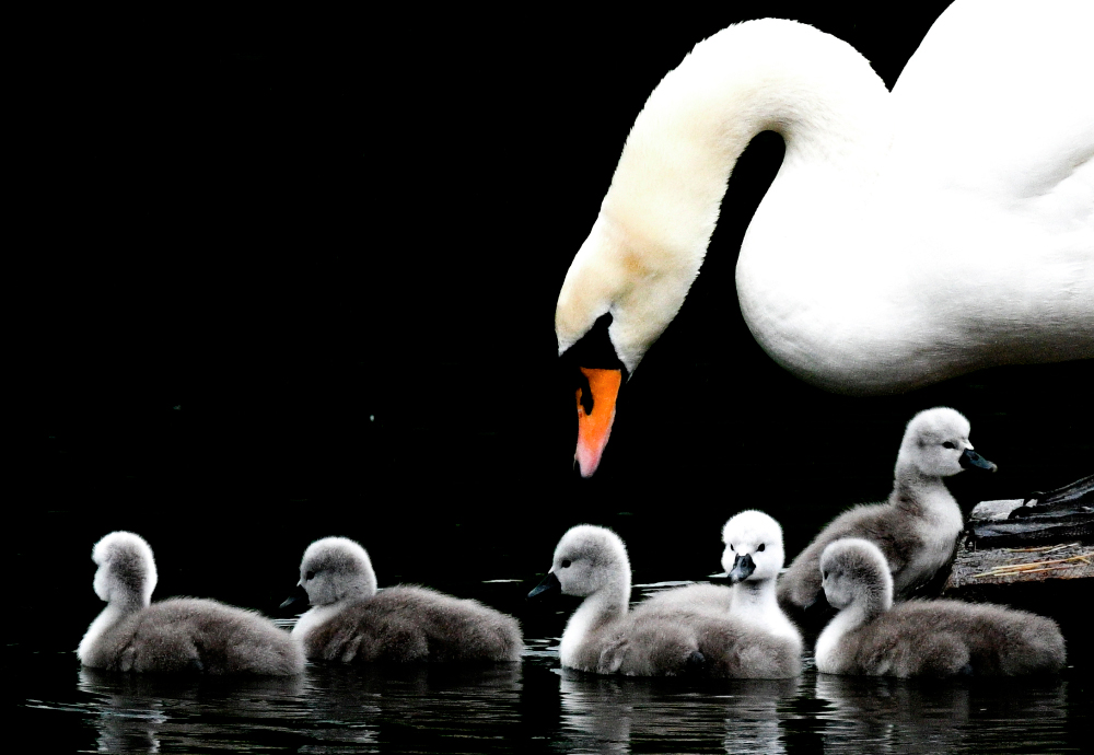 RIAC :: The Grey Swan Attack: Consequences of Targeting a Russian ...